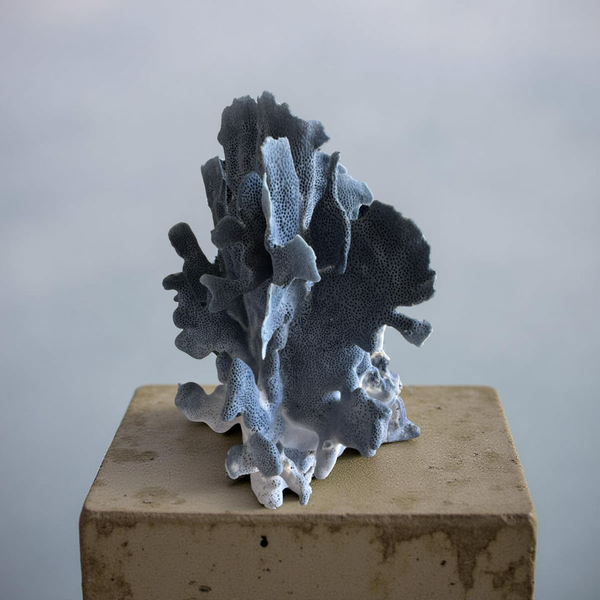 Authentic Solomon Islands Blue Coral – 11” Natural Ocean Sculpture ...